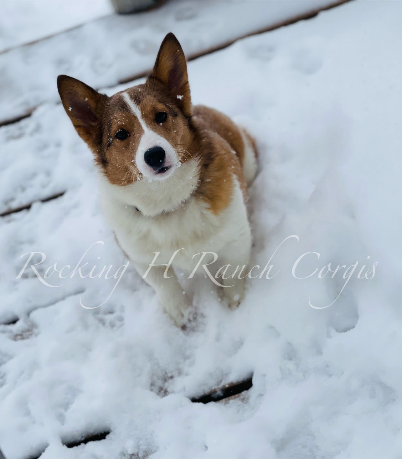 Rocking H Ranch Corgis
