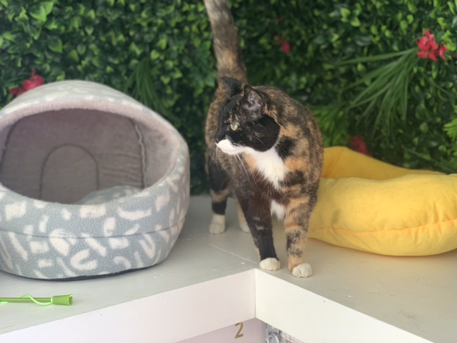 FABCATS Country Club - GALLERY