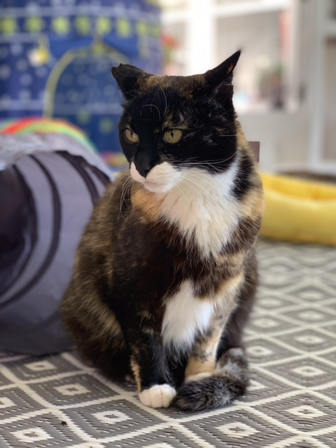 FABCATS Country Club - GALLERY