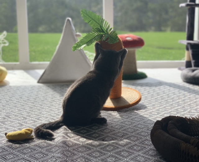 FABCATS Country Club - GALLERY