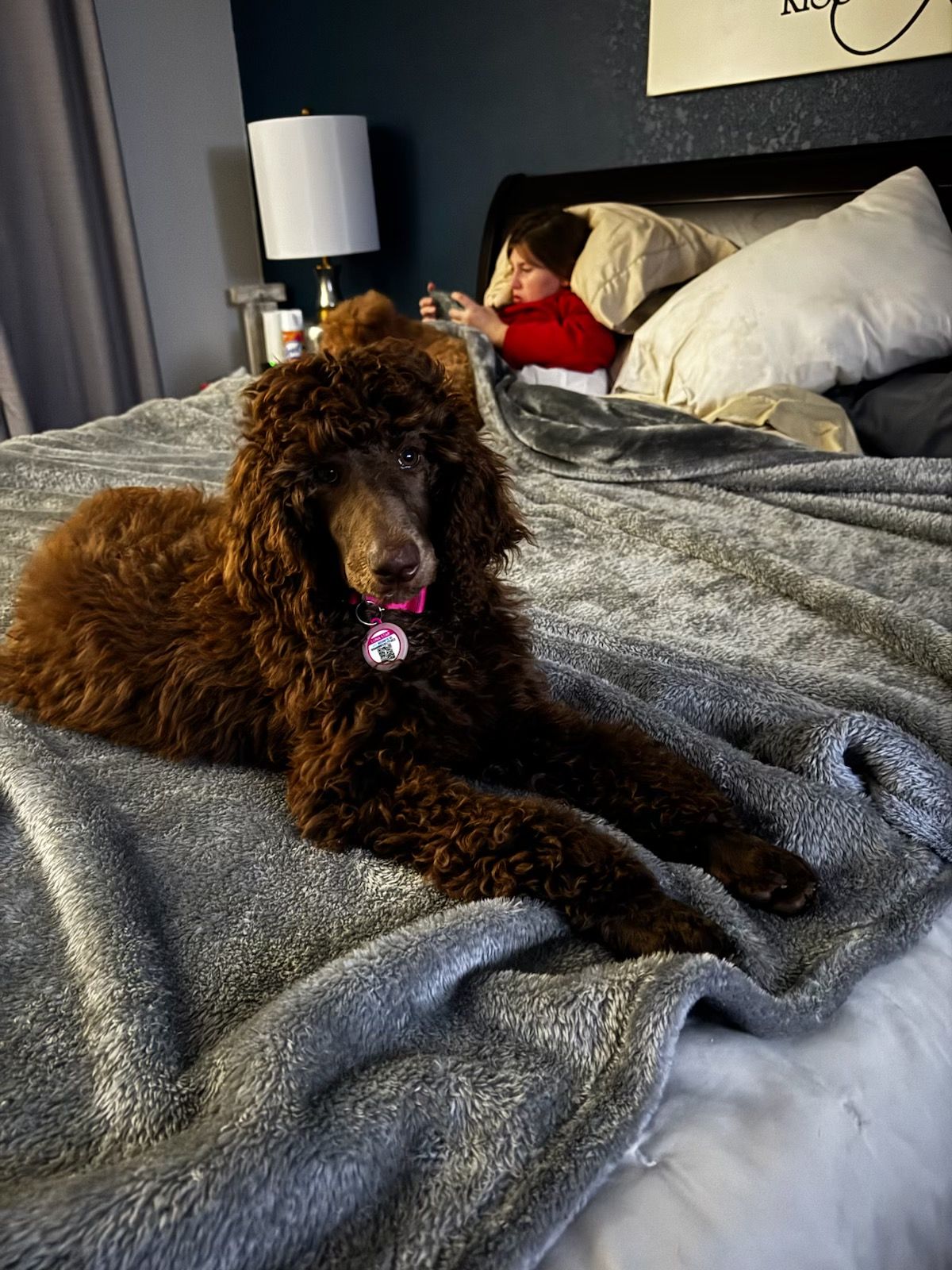 Royaldixiepoodles OFA/CHIC AKC Standard Poodle Breeder