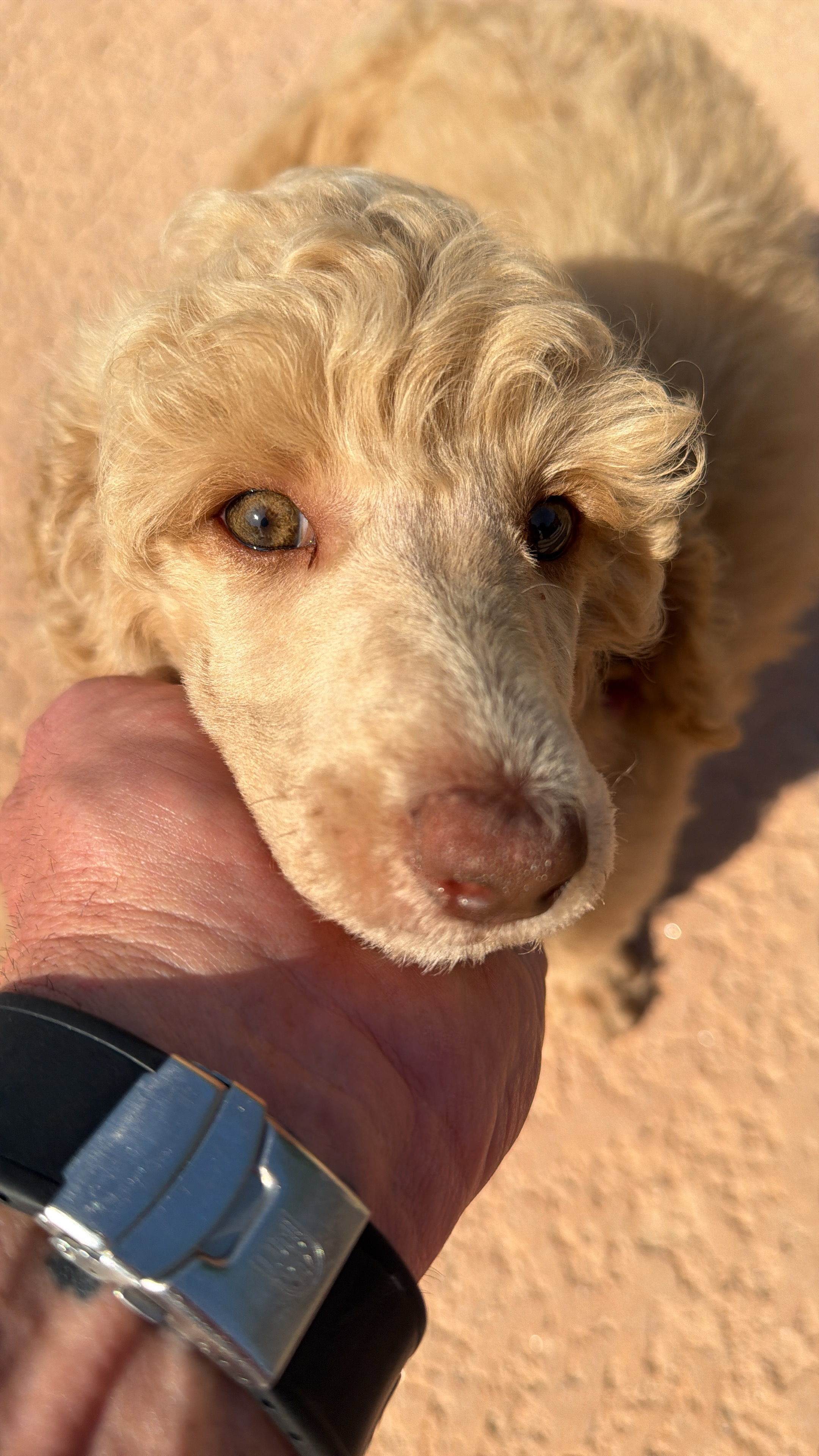 Royaldixiepoodles OFA/CHIC AKC Standard Poodle Breeder