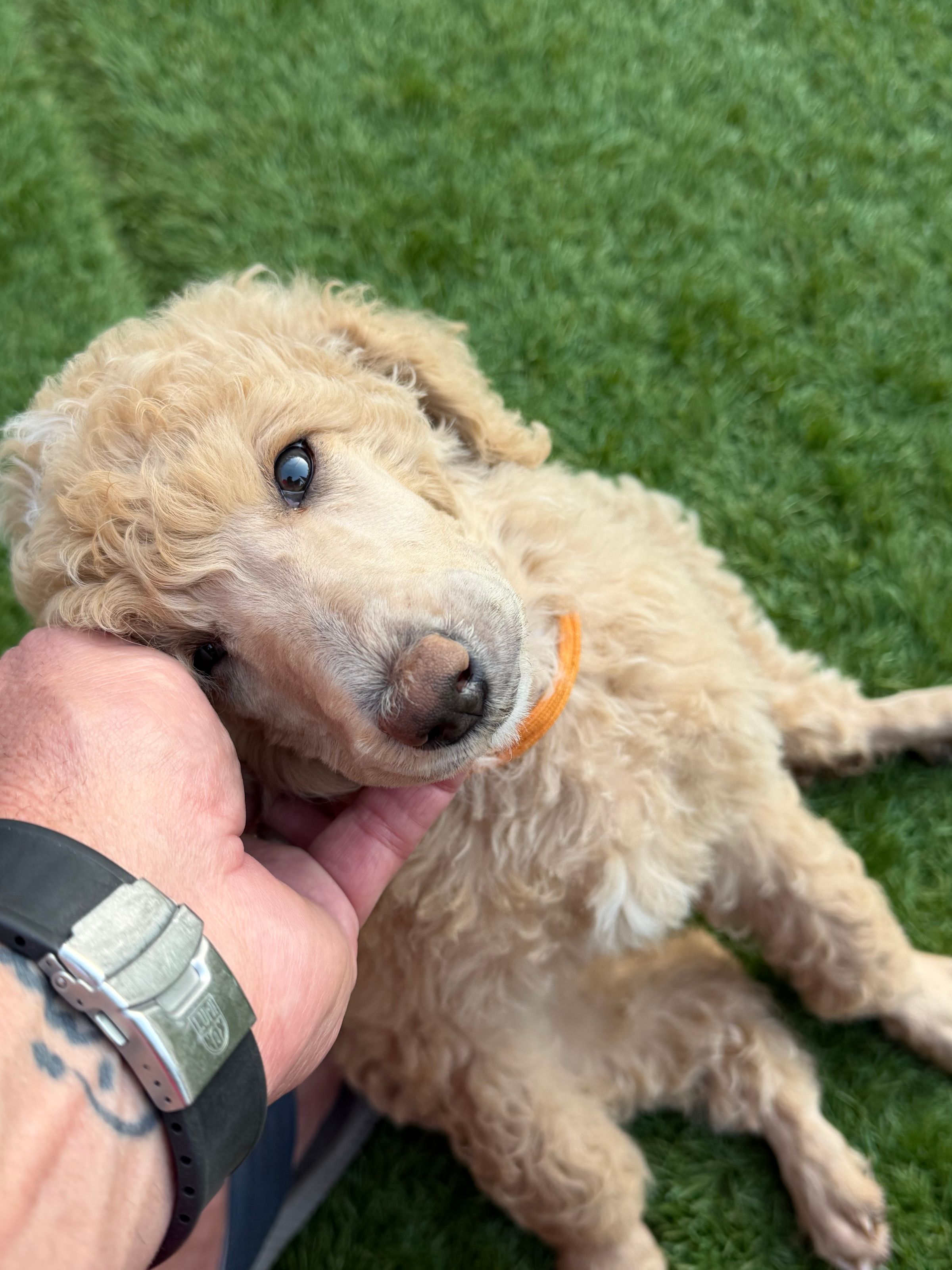 Royaldixiepoodles OFA/CHIC AKC Standard Poodle Breeder