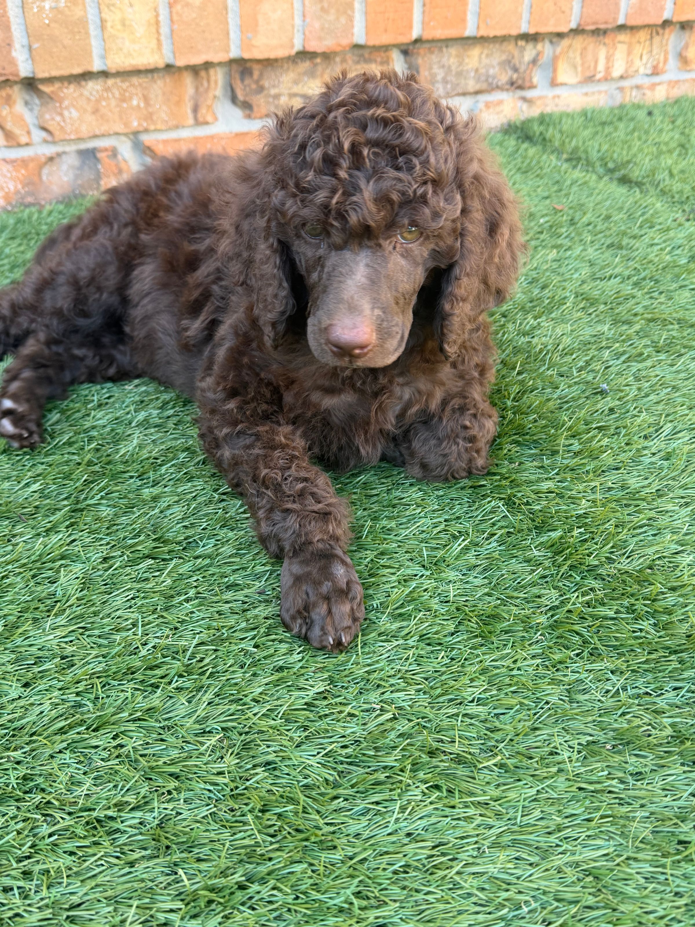 Royaldixiepoodles OFA/CHIC AKC Standard Poodle Breeder