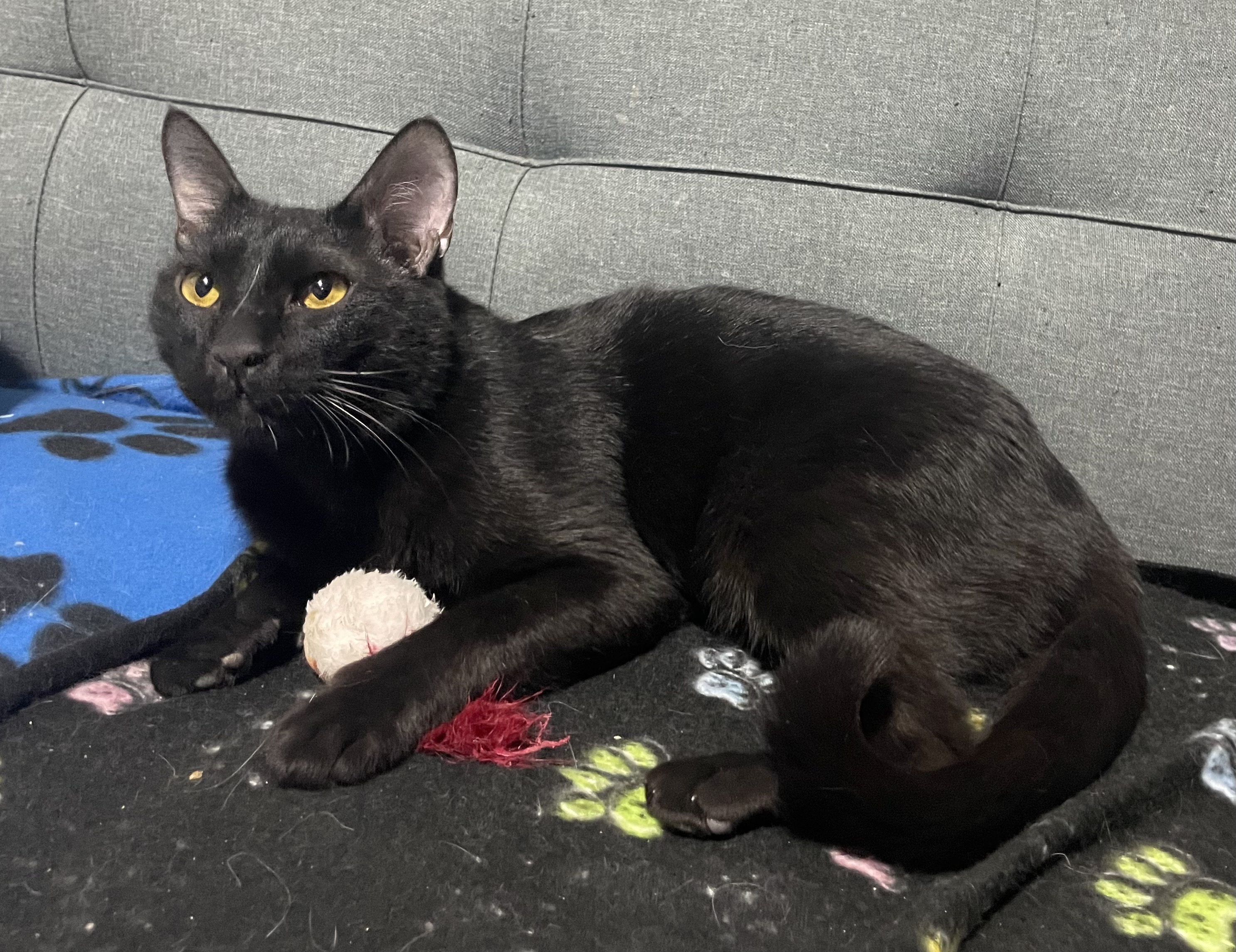 DELAWARE DESERT CATS Inc. - Available for Adoption