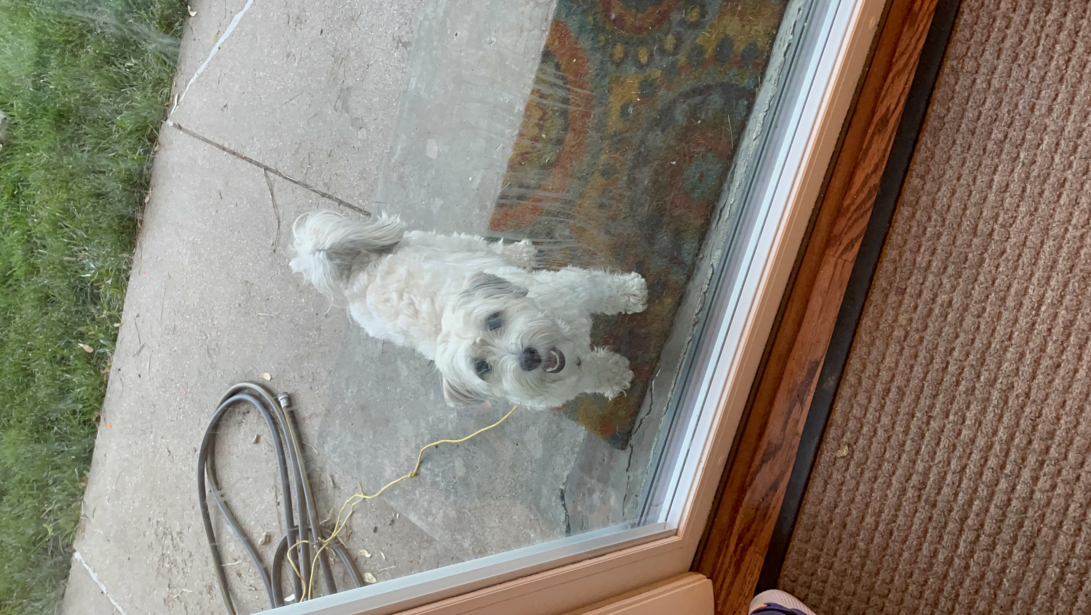 Joshua Tree Stump Grinding - Image Gallery