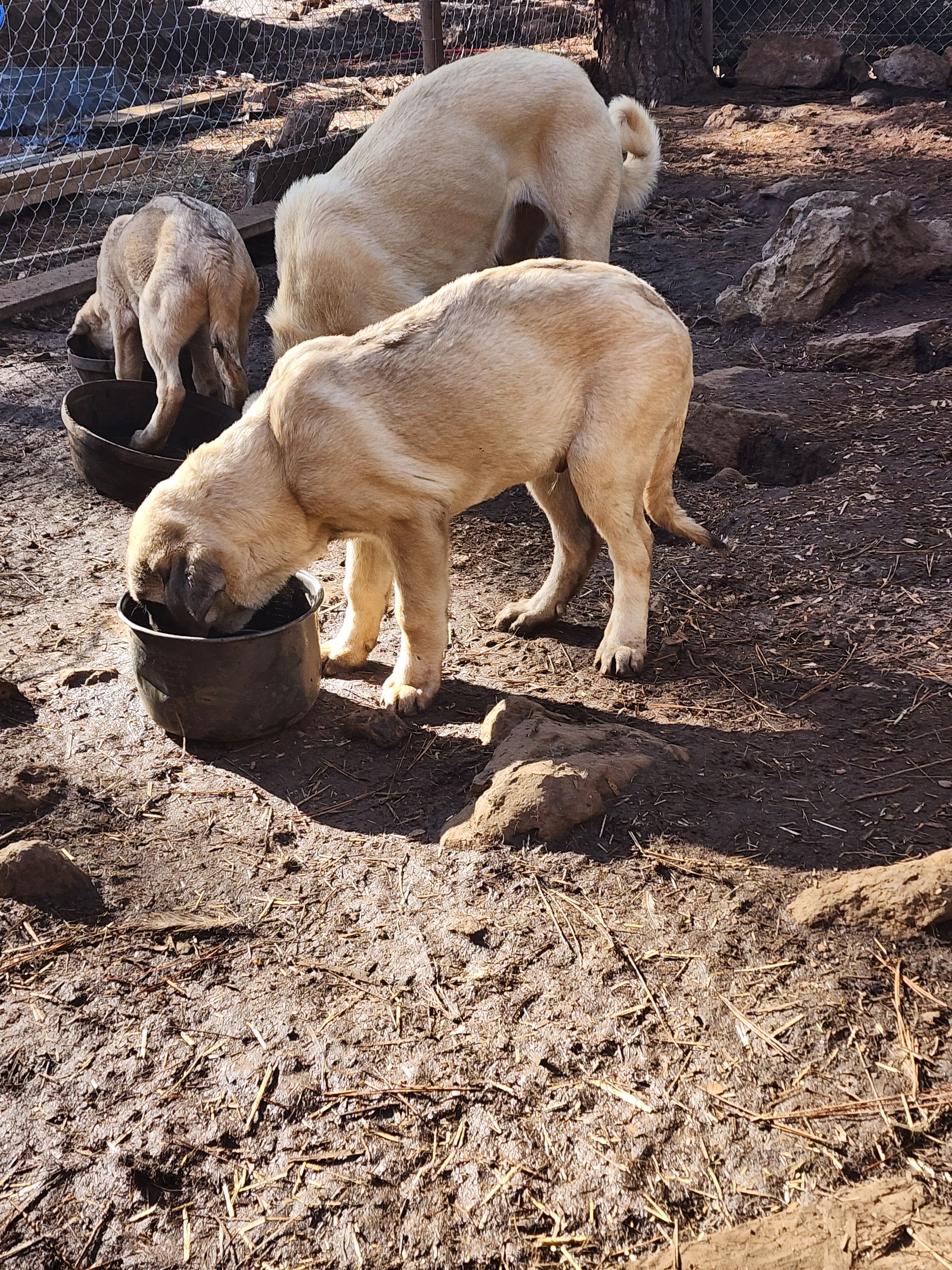 Valhalla Serenity Homestead - LGD Guardian Dogs - VSH Kangal Shepherd Dogs