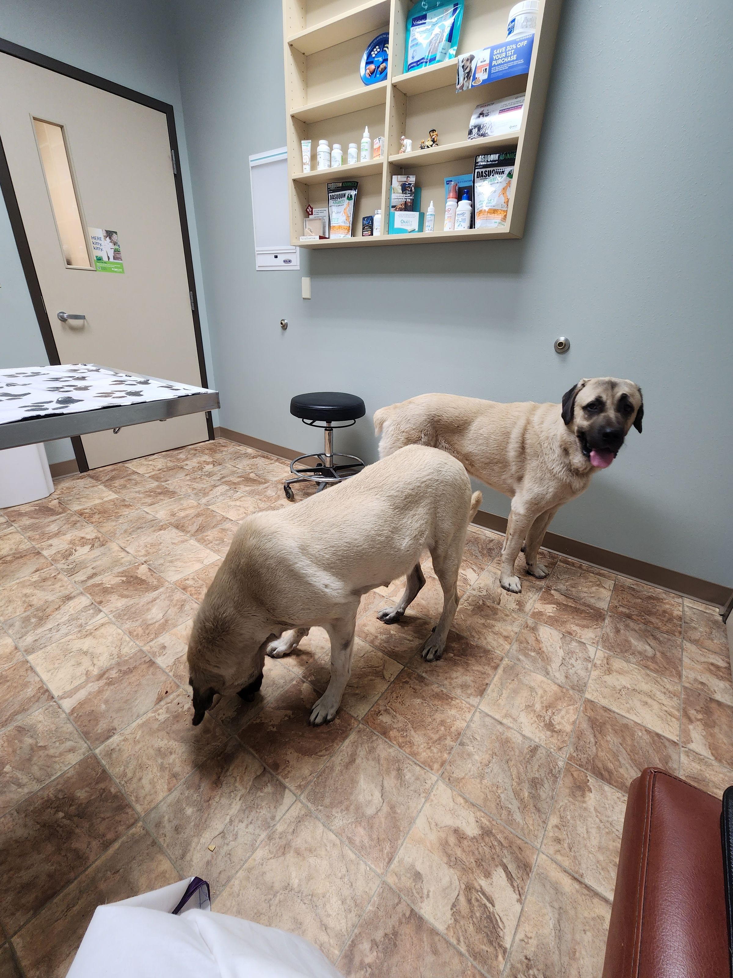 Valhalla Serenity Homestead - LGD Guardian Dogs - VSH Kangal Shepherd Dogs