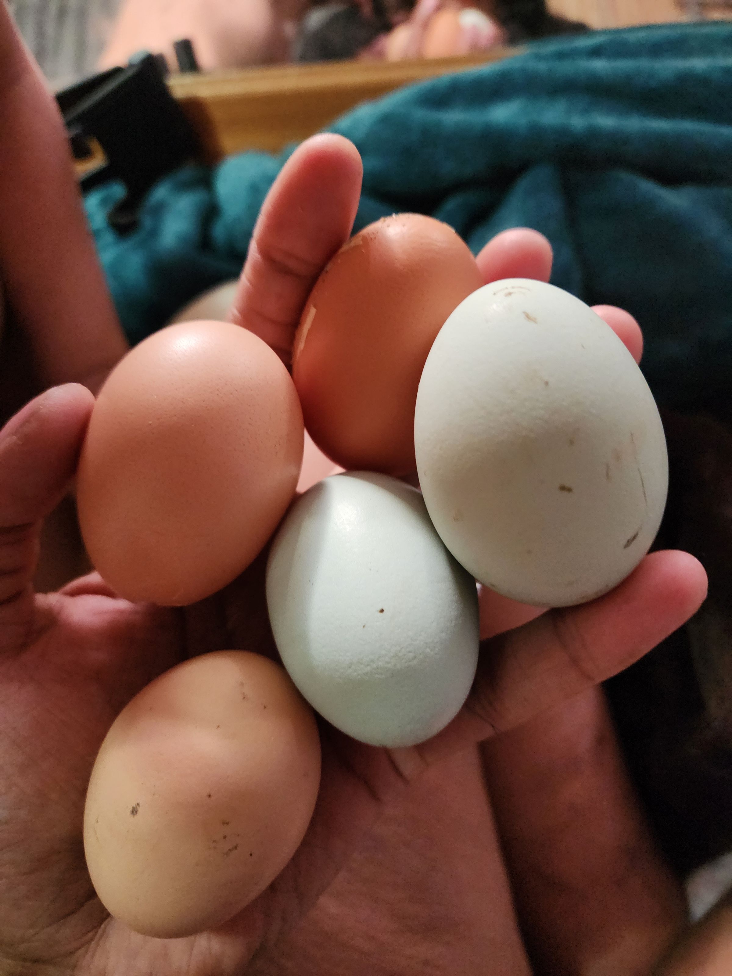 Valhalla Serenity Homestead - LGD Guardian Dogs